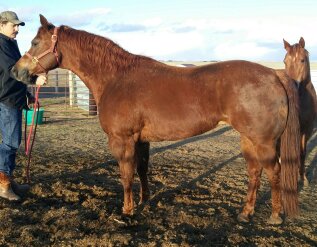C Bar Horseshoe Paints, LLC, Home of CHILLEN, SON OF WORLD CHAMPION SIR ...