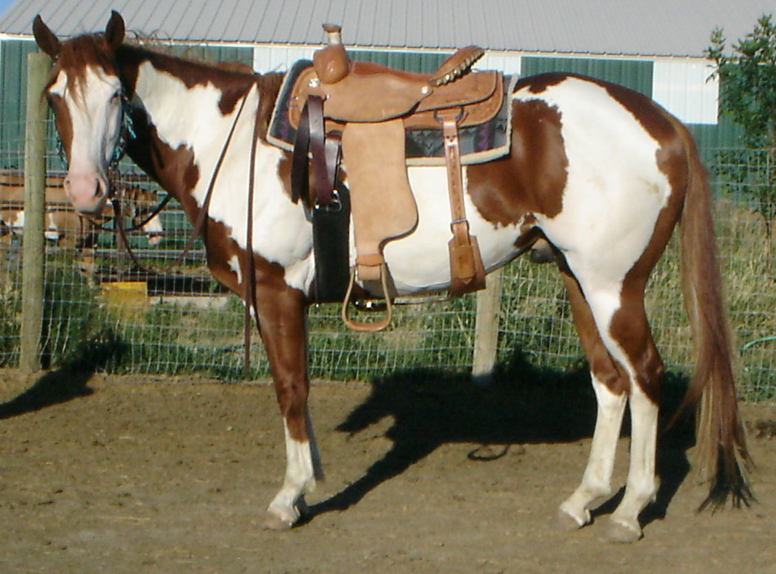 C Bar Horseshoe Paints, LLC, Home of CHILLEN, SON OF WORLD CHAMPION SIR ...