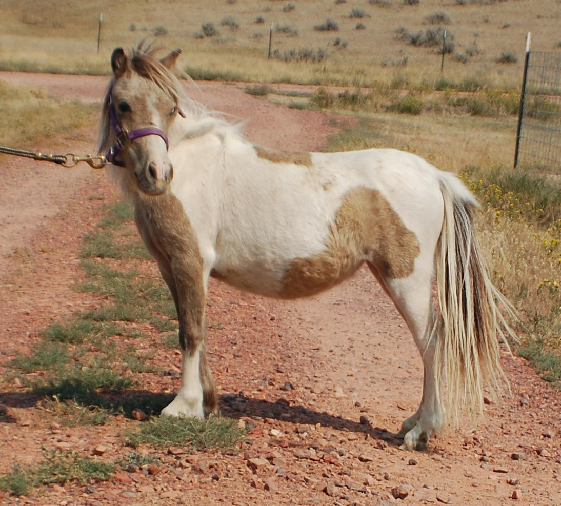 C Bar Horseshoe Paints, LLC, Home of CHILLEN, SON OF WORLD CHAMPION SIR ...